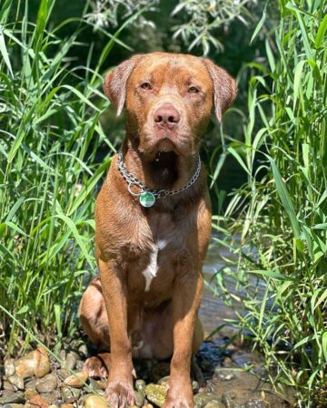 Lab Terrier Mix | Breed Information, Pictures, Traits & Facts