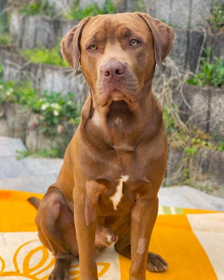 Lab Terrier Mix | Breed Information, Pictures, Traits & Facts