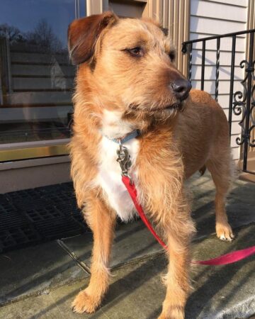 Lab Terrier Mix | Breed Information, Pictures, Traits & Facts