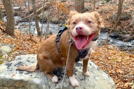 Long-Haired Pitbull: Breed Info, Pictures, Health, Facts & More