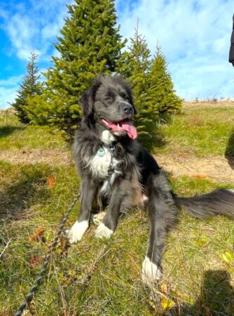 Long-Haired Pitbull: Breed Info, Pictures, Health, Facts & More