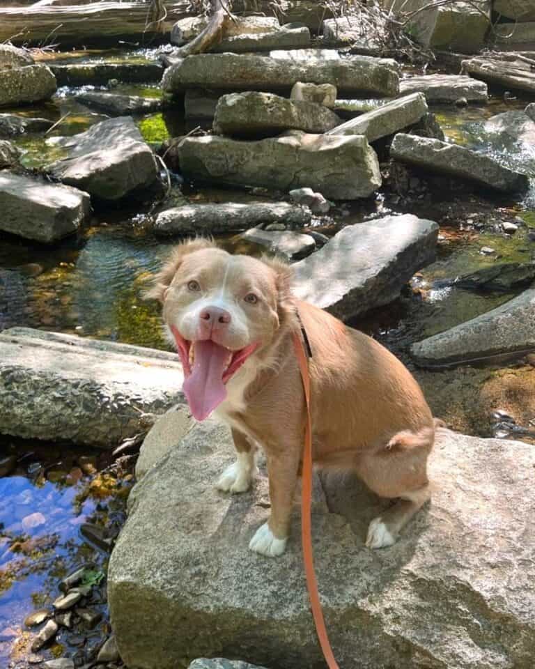 Long-Haired Pitbull: Breed Info, Pictures, Health, Facts & More