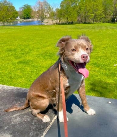 Long-Haired Pitbull: Breed Info, Pictures, Health, Facts & More