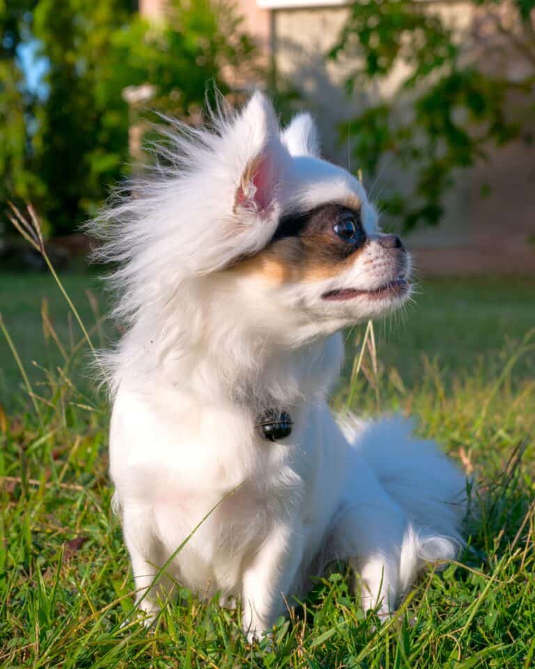 Apple Head Chihuahua: Everything You Need to Know