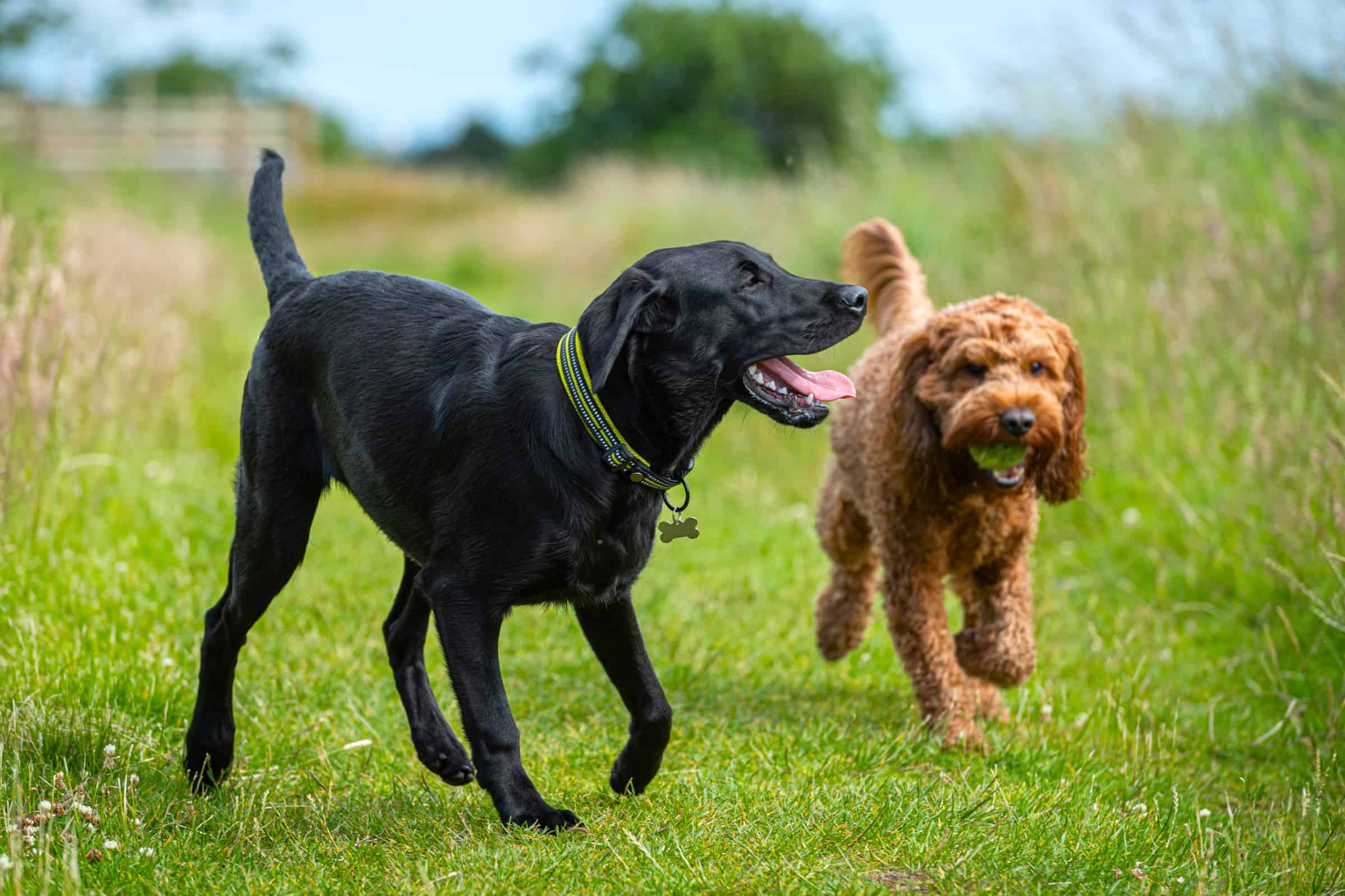 Male vs. Female Labrador Retriever: Which Is Better?