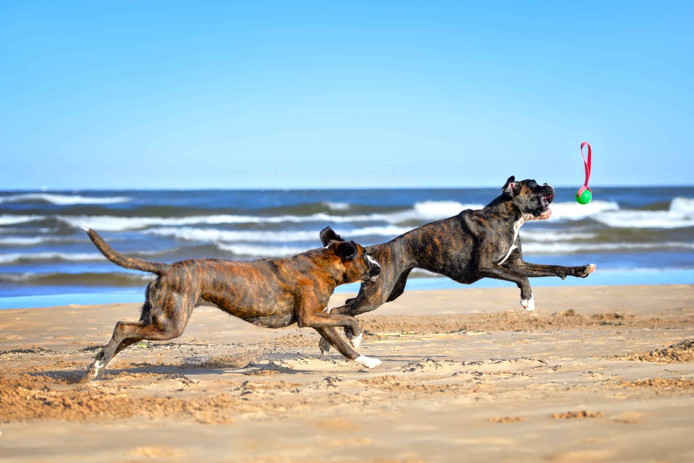 Male vs. Female Boxer Dog: Which Is Better?