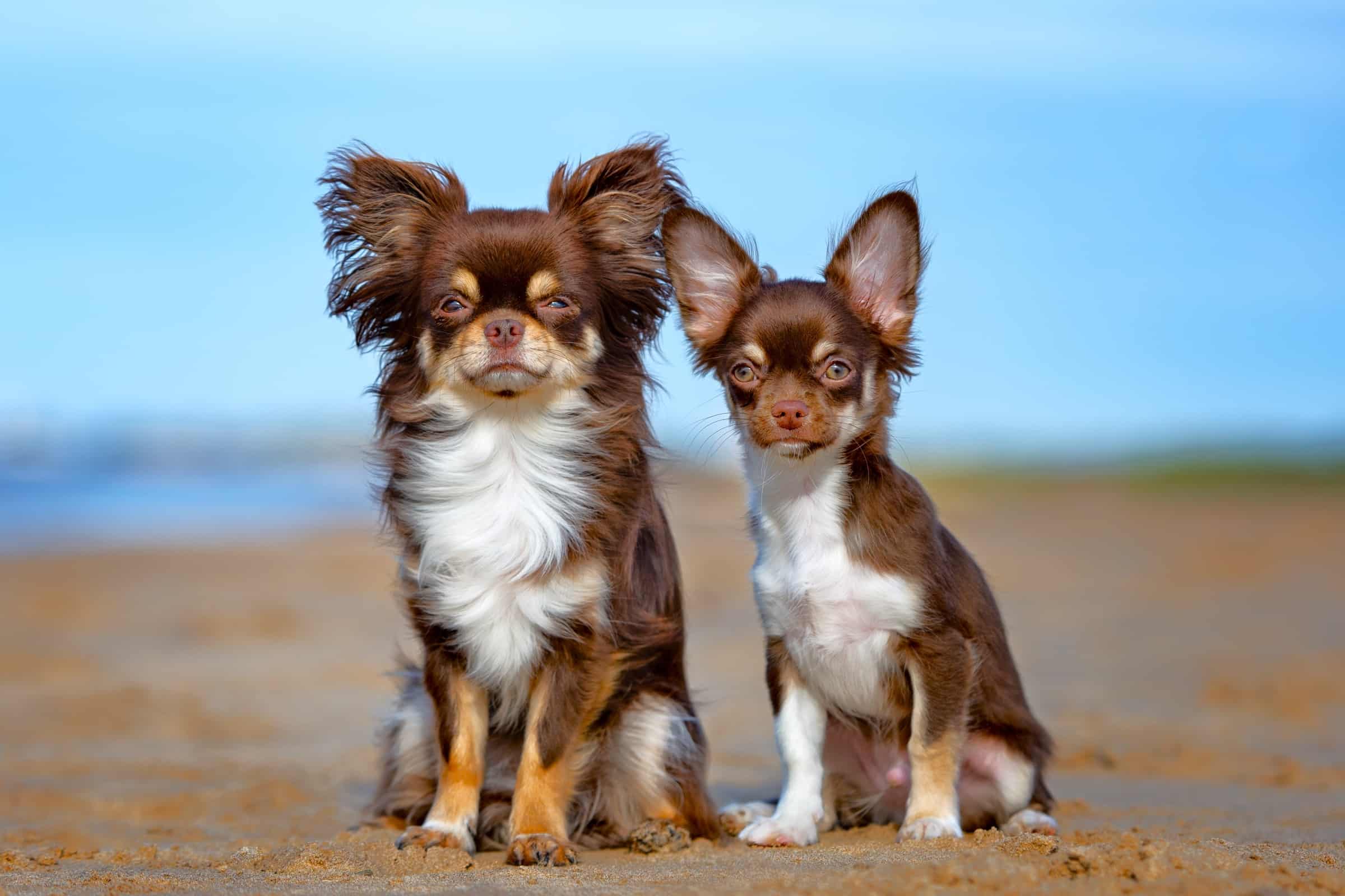 Male vs. Female Chihuahua: Which Is Better?