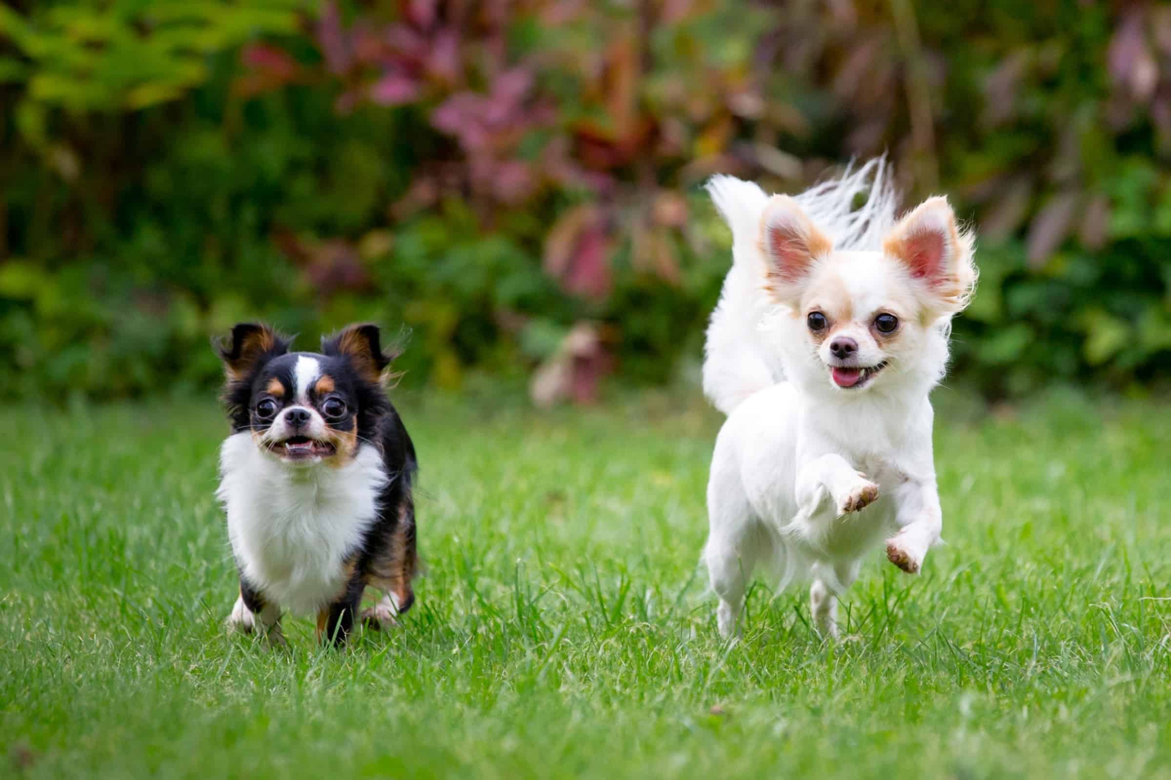 Male vs. Female Chihuahua: Which Is Better?