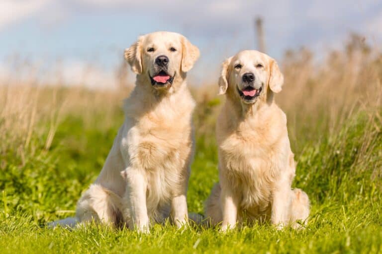 Male vs. Female Golden Retriever: Which Is Better?