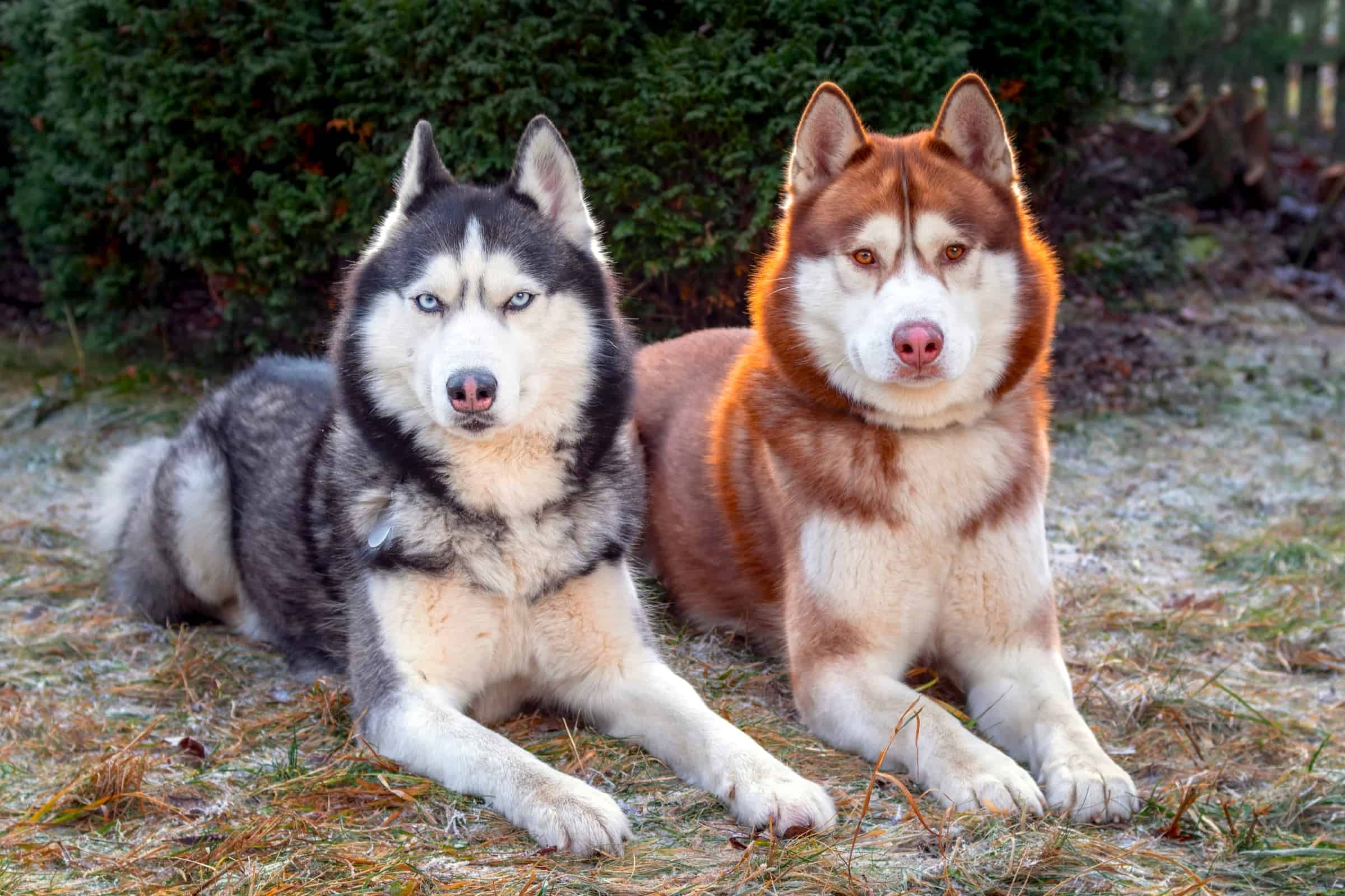 Male vs. Female Siberian Husky: Which Is Better?