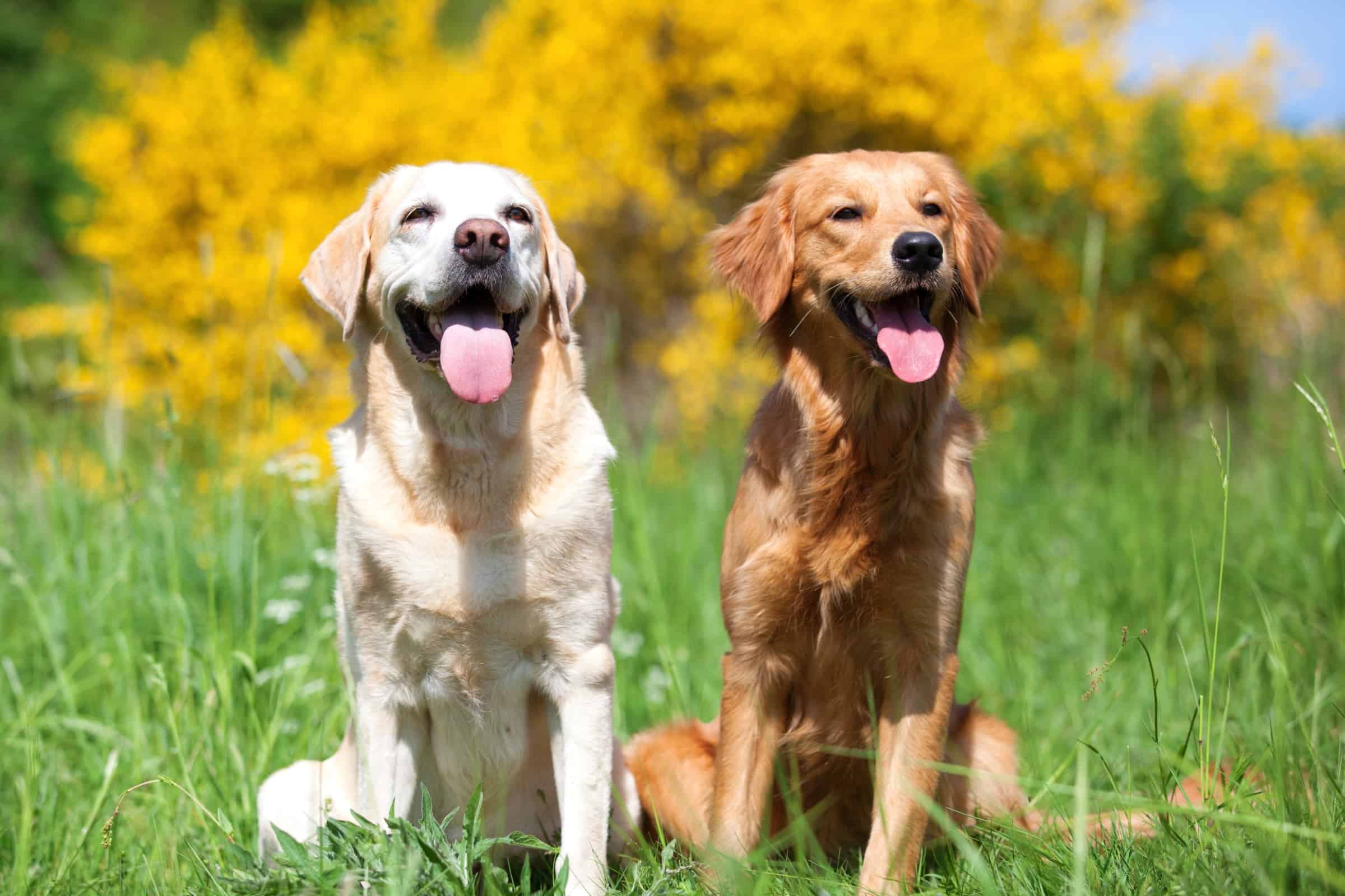 Male vs. Female Labrador Retriever: Which Is Better?