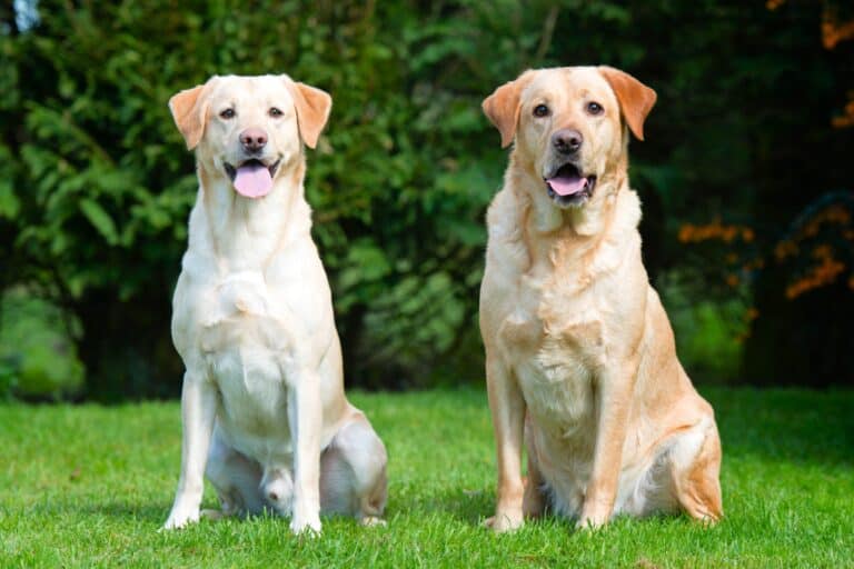 Male vs. Female Labrador Retriever: Which Is Better?