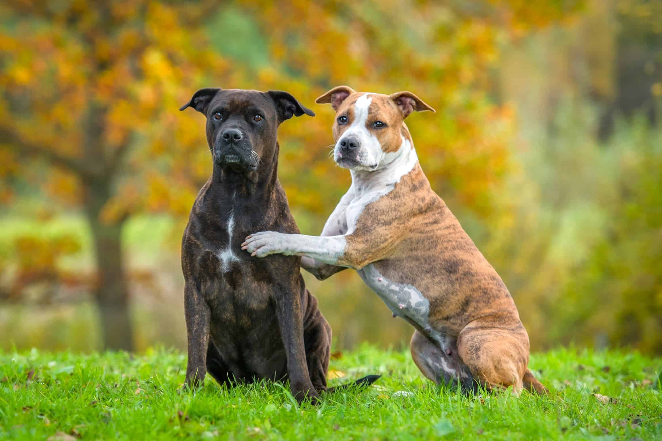 Male vs. Female Pitbull: Which Is Better? - Happy Dog Breeds