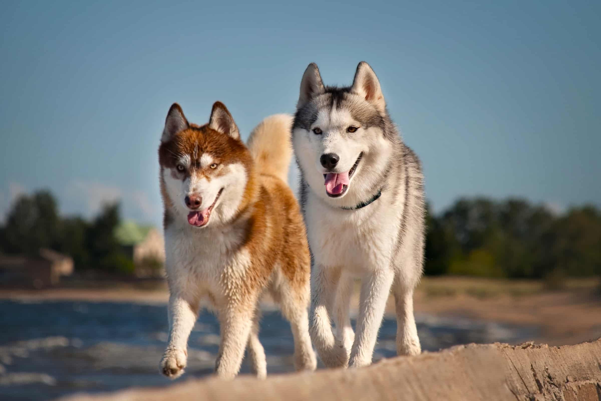 Male vs. Female Siberian Husky: Which Is Better?