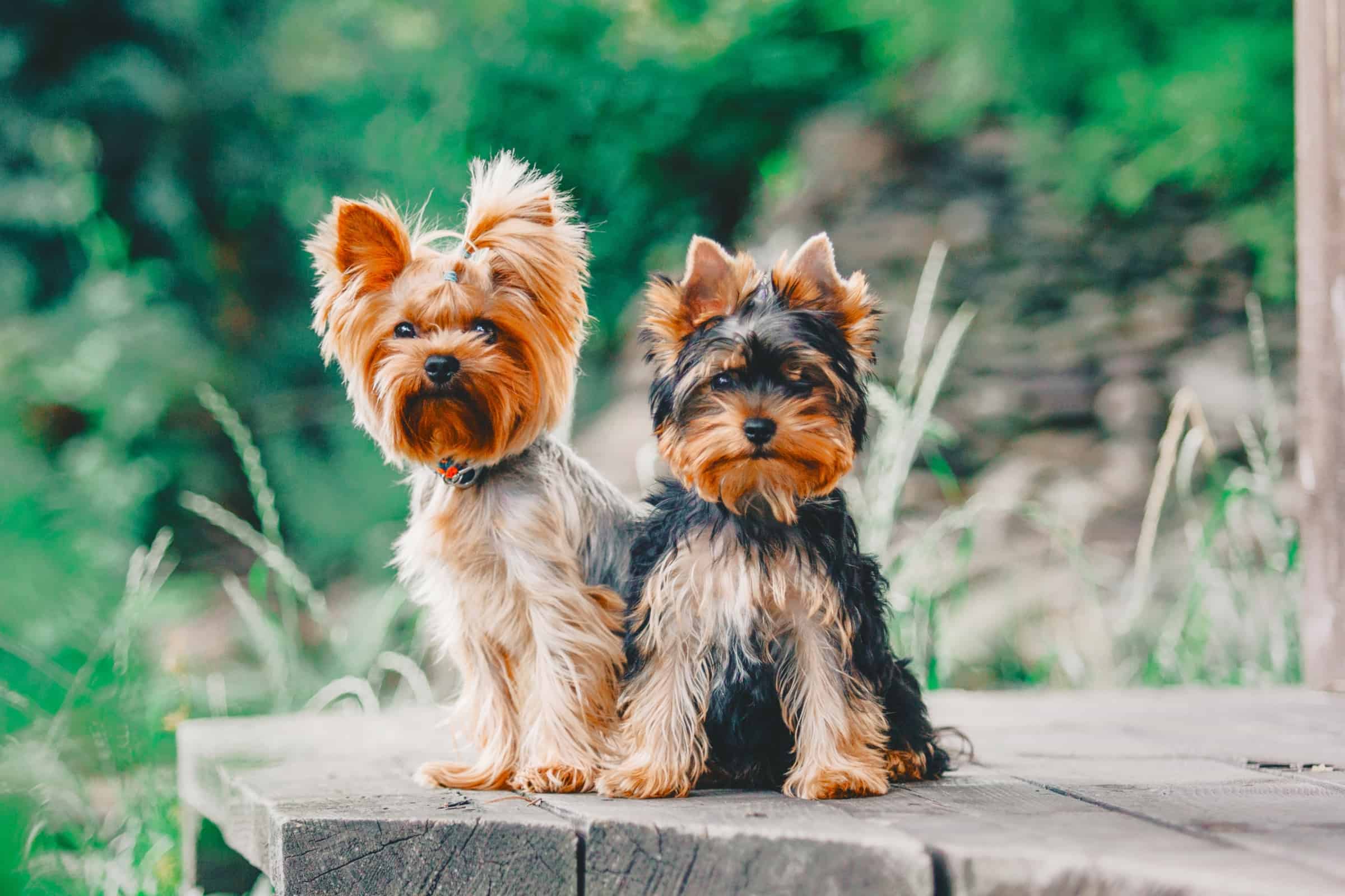 Male vs. Female Yorkshire Terrier (Yorkie): Which Is Better?
