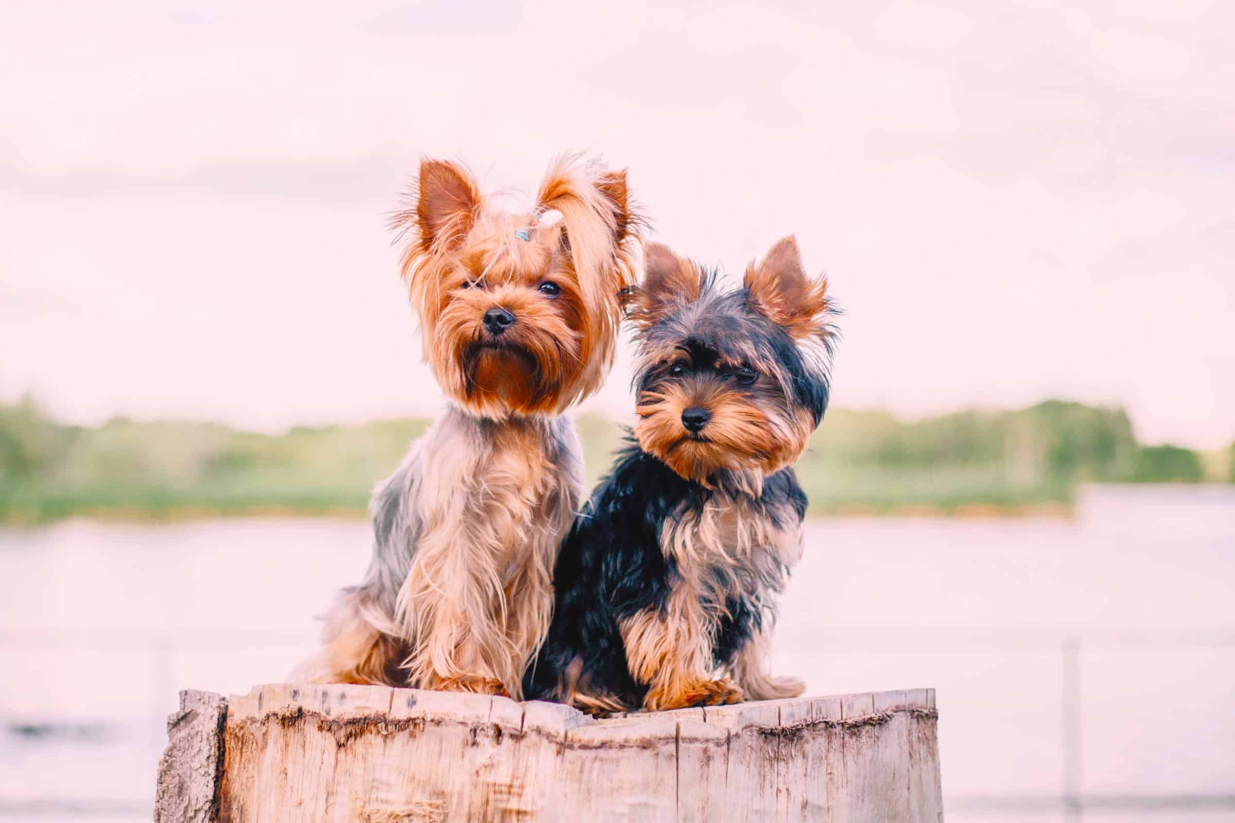 Male vs. Female Yorkshire Terrier (Yorkie): Which Is Better?