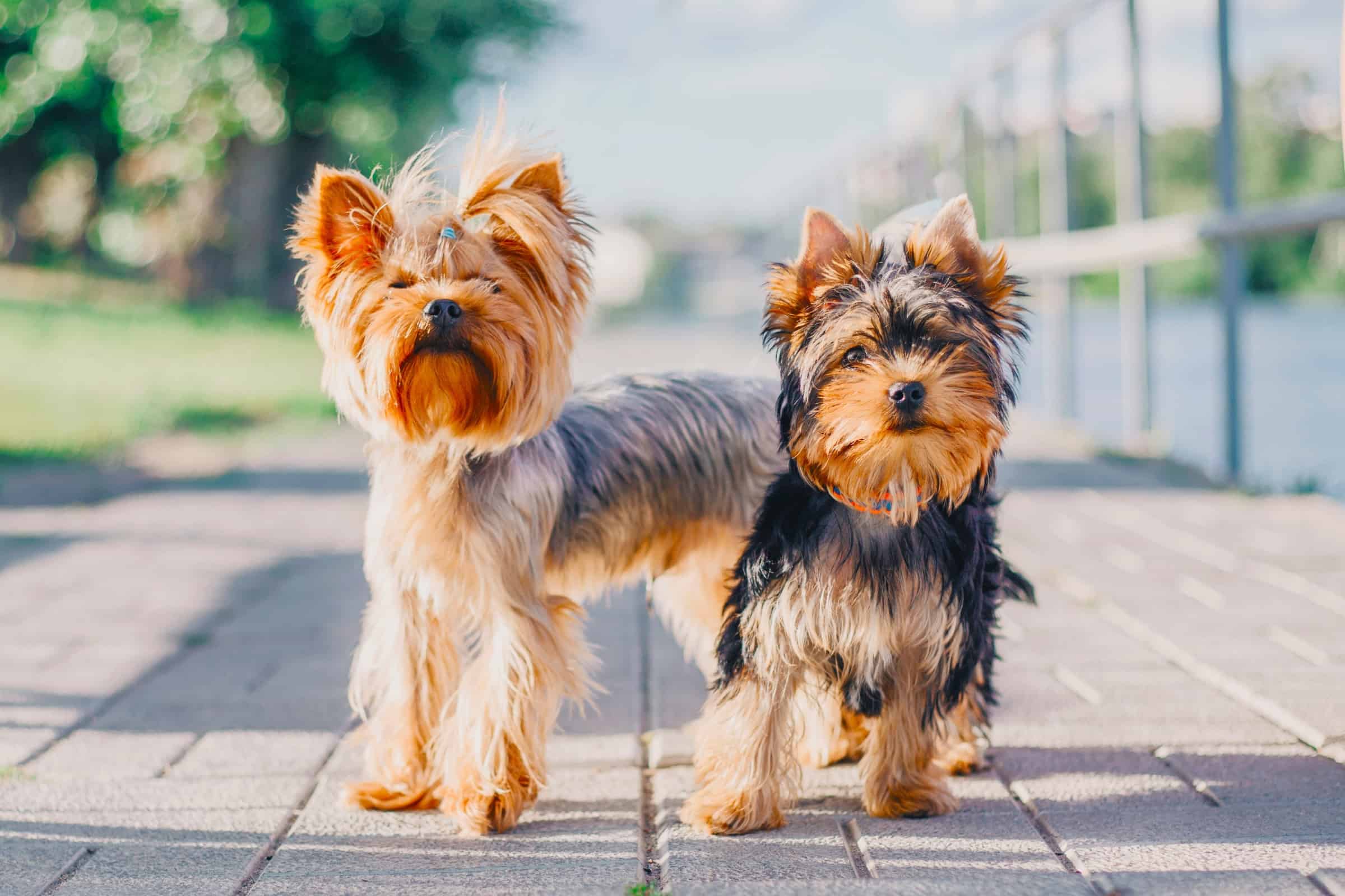 Male vs. Female Yorkshire Terrier (Yorkie): Which Is Better?