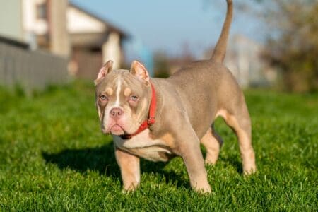 American Pocket Bully | Breed Info, Pictures & Facts