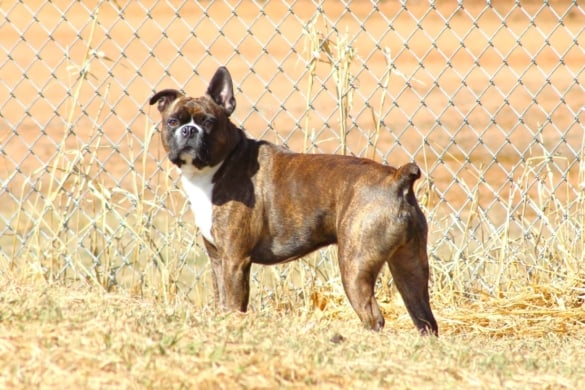 Miniature Boxer: Breed Info, Pictures, Care Guide & Facts