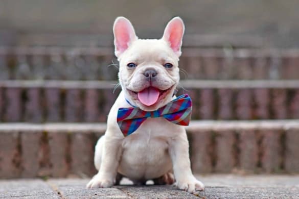 Mini French Bulldog: Facts, Pictures, Size & Care Guide