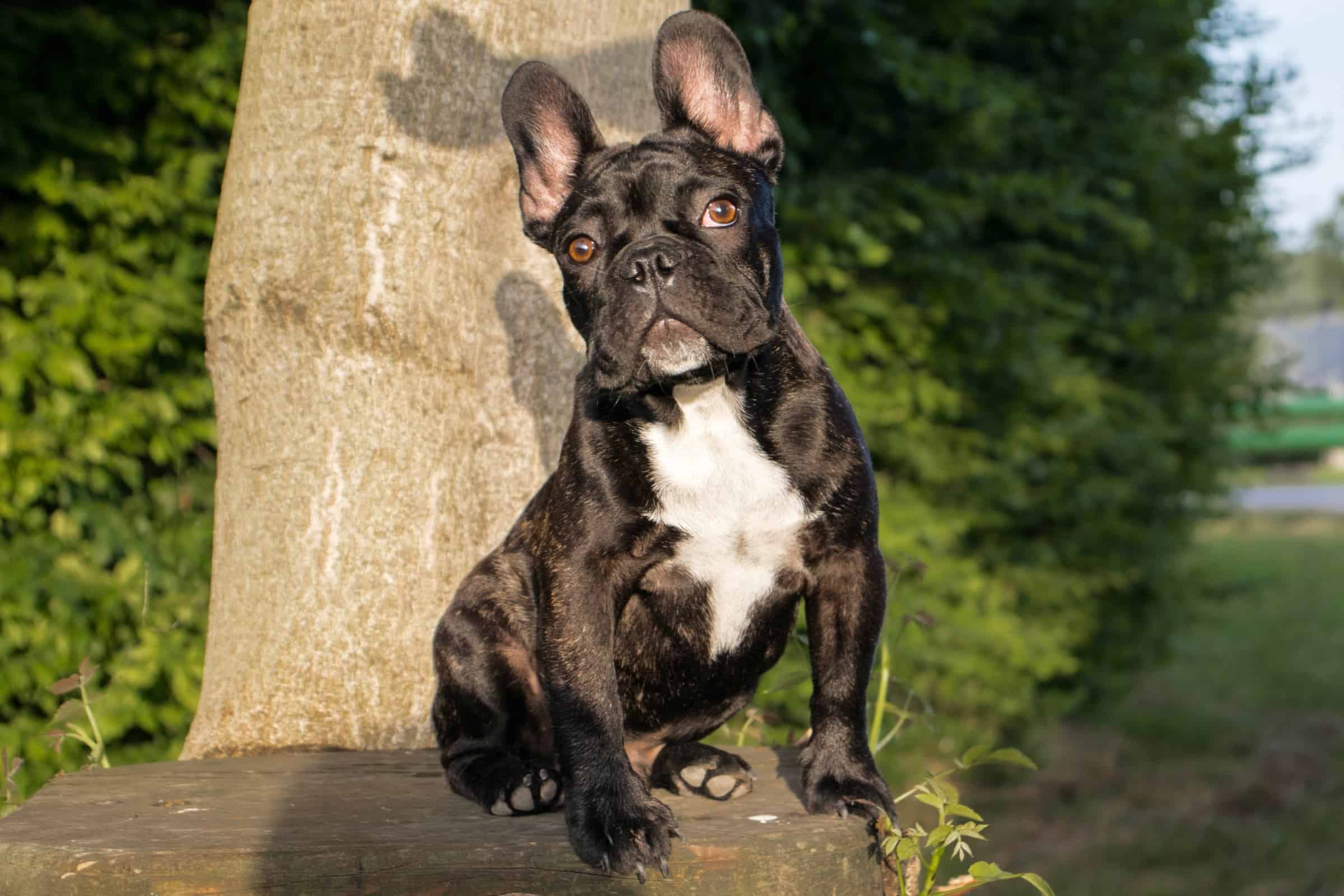Mini French Bulldog: Facts, Pictures, Size & Care Guide