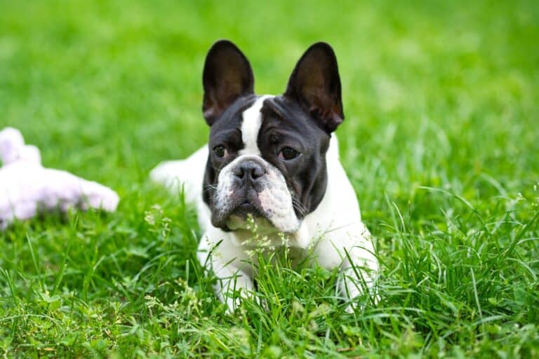 Mini French Bulldog: Facts, Pictures, Size & Care Guide