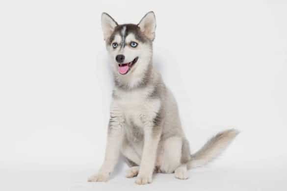 Mini Husky: Facts About the Miniature Husky (With Pictures)