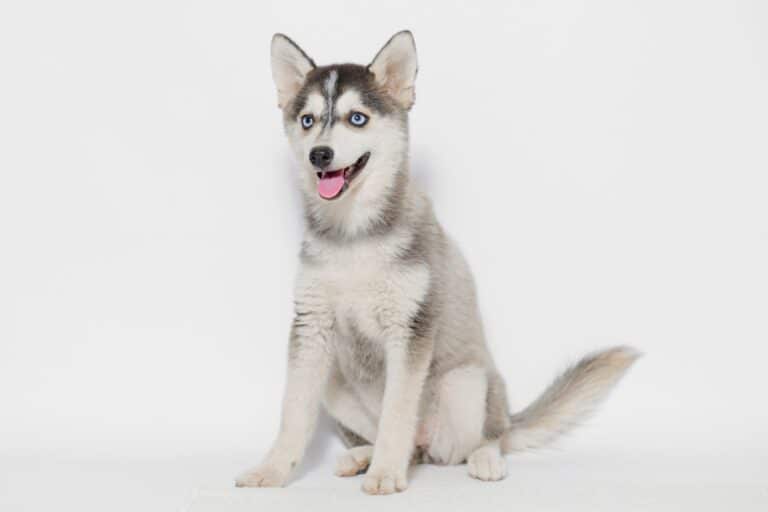 Mini Husky: Facts About the Miniature Husky (With Pictures)