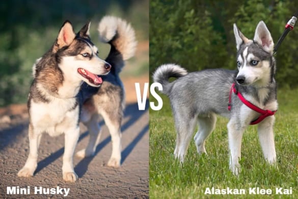 Mini Husky: Facts About the Miniature Husky (With Pictures)