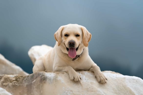Miniature Labrador: An Ultimate Guide to the Mini Labrador
