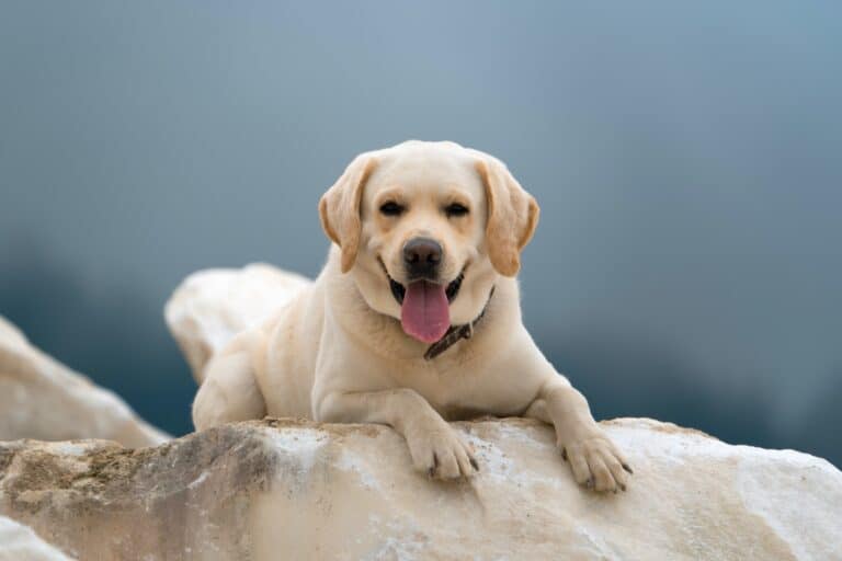 Miniature Labrador: An Ultimate Guide to the Mini Labrador