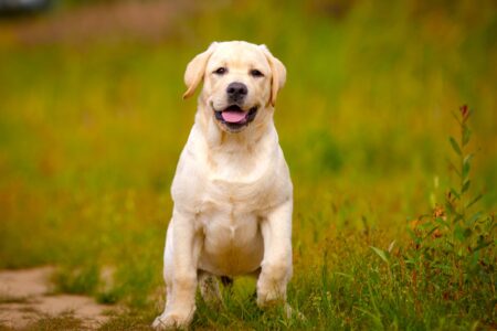 Miniature Labrador: An Ultimate Guide to the Mini Labrador