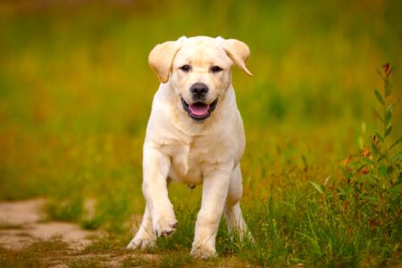 Miniature Labrador: An Ultimate Guide to the Mini Labrador