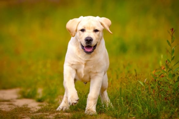 Miniature Labrador: An Ultimate Guide to the Mini Labrador
