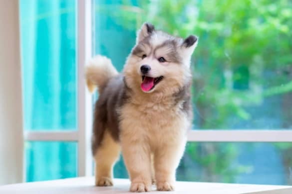 Mini Husky: Facts About the Miniature Husky (With Pictures)