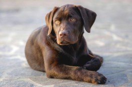 Miniature Labrador: An Ultimate Guide to the Mini Labrador