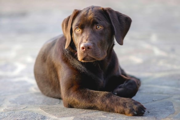Miniature Labrador: An Ultimate Guide to the Mini Labrador
