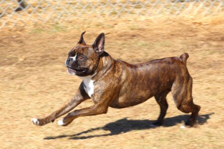 Miniature Boxer: Breed Info, Pictures, Care Guide & Facts