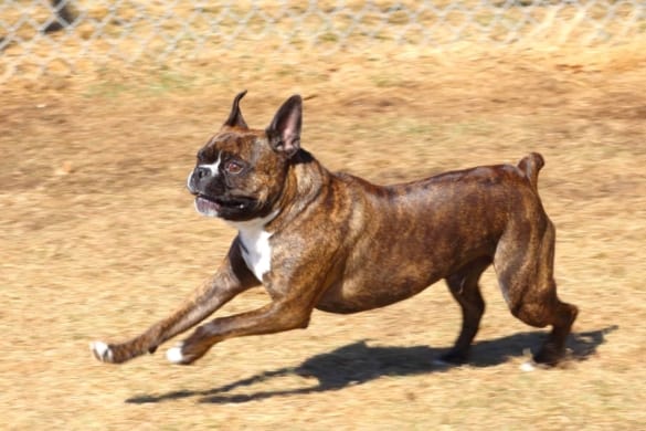 Miniature Boxer: Breed Info, Pictures, Care Guide & Facts