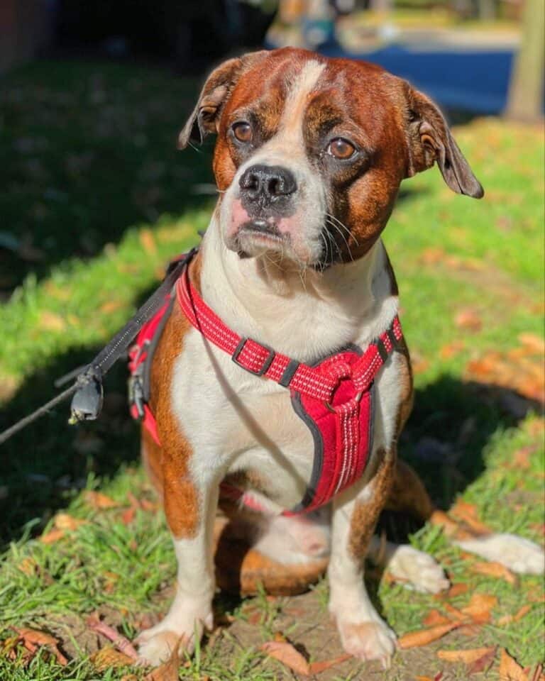 Miniature Boxer: Breed Info, Pictures, Care Guide & Facts