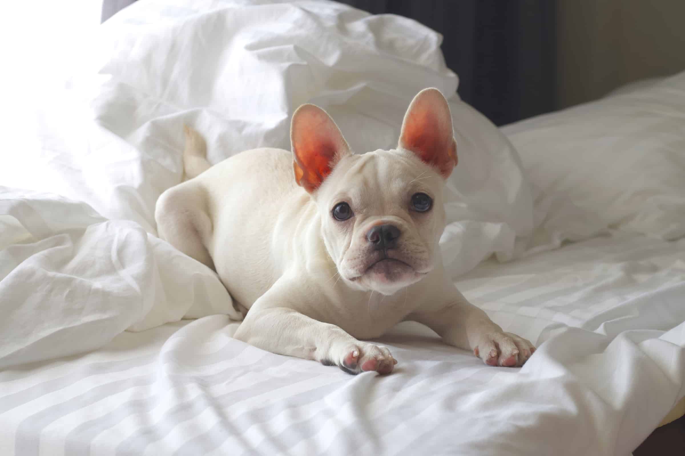 Mini French Bulldog: Facts, Pictures, Size & Care Guide