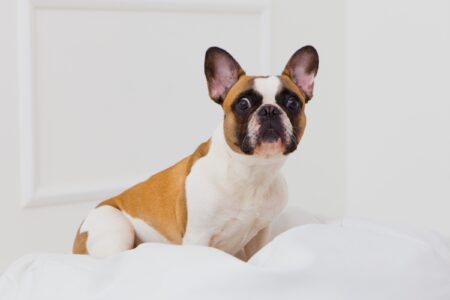 Mini French Bulldog: Facts, Pictures, Size & Care Guide