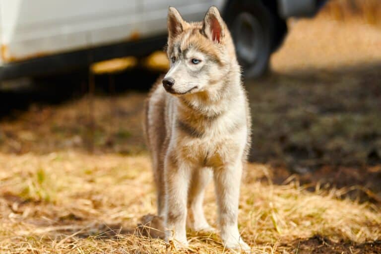 Mini Husky: Facts About the Miniature Husky (With Pictures)