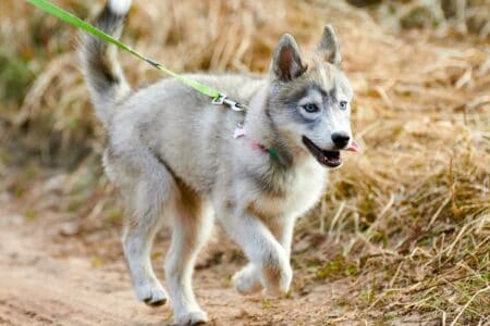 Mini Husky: Facts About the Miniature Husky (With Pictures)