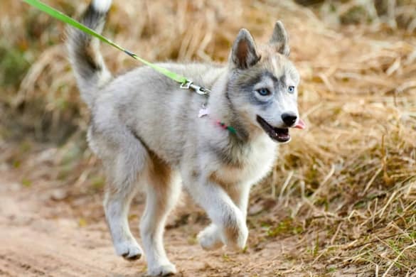 Mini Husky: Facts About the Miniature Husky (With Pictures)
