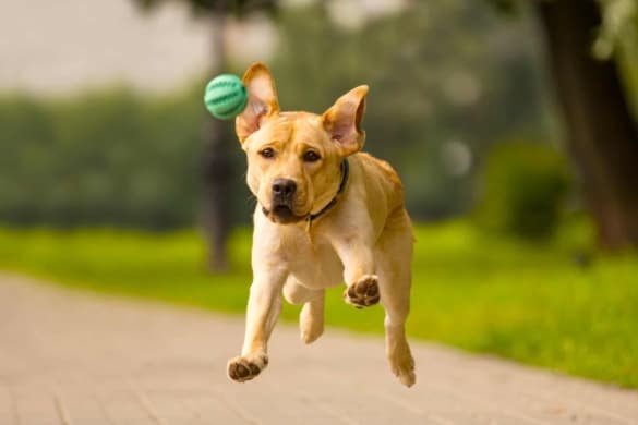 Miniature Labrador: An Ultimate Guide to the Mini Labrador