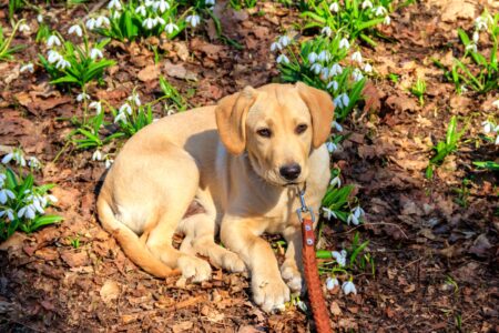 Miniature Labrador: An Ultimate Guide to the Mini Labrador