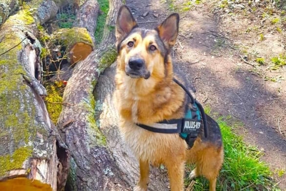 Norwegian Elkhound German Shepherd Mix (Facts & Pictures)