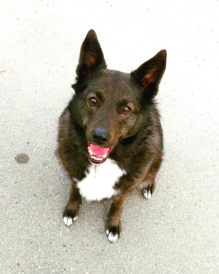 Norwegian Elkhound German Shepherd Mix (Facts & Pictures)