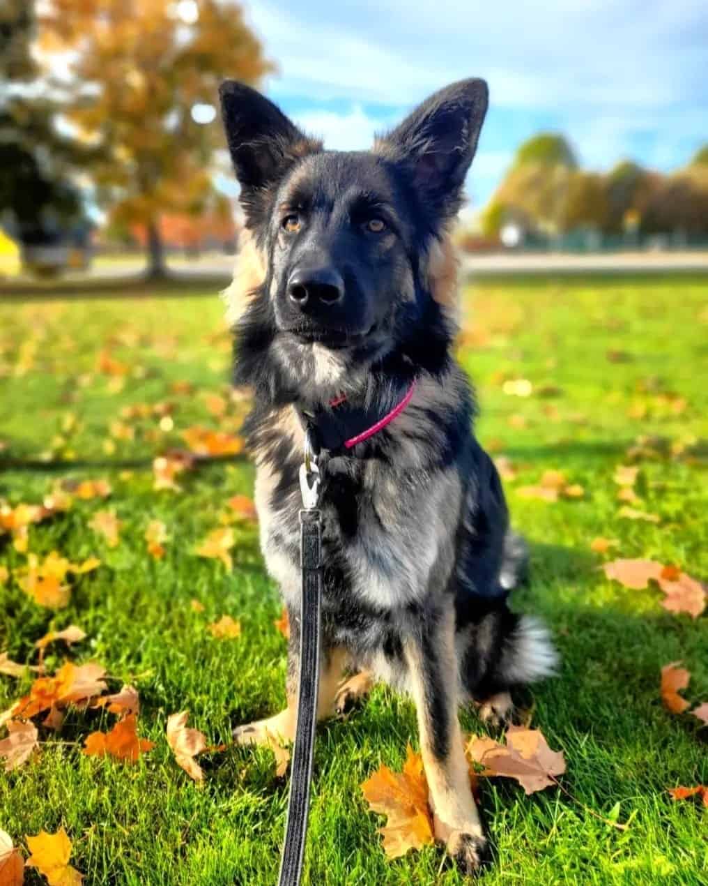 Old German Shepherd | Breed Information, Pictures & Facts